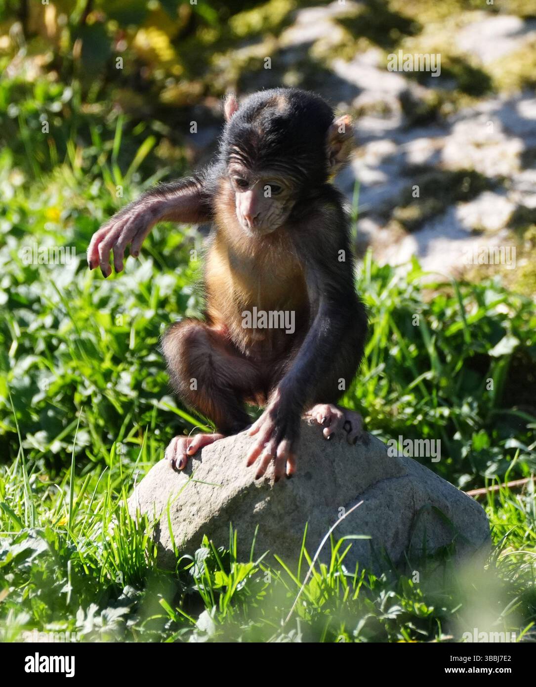 Iona the baby Barbary macaque one of two arrivals for the macaque troop ...