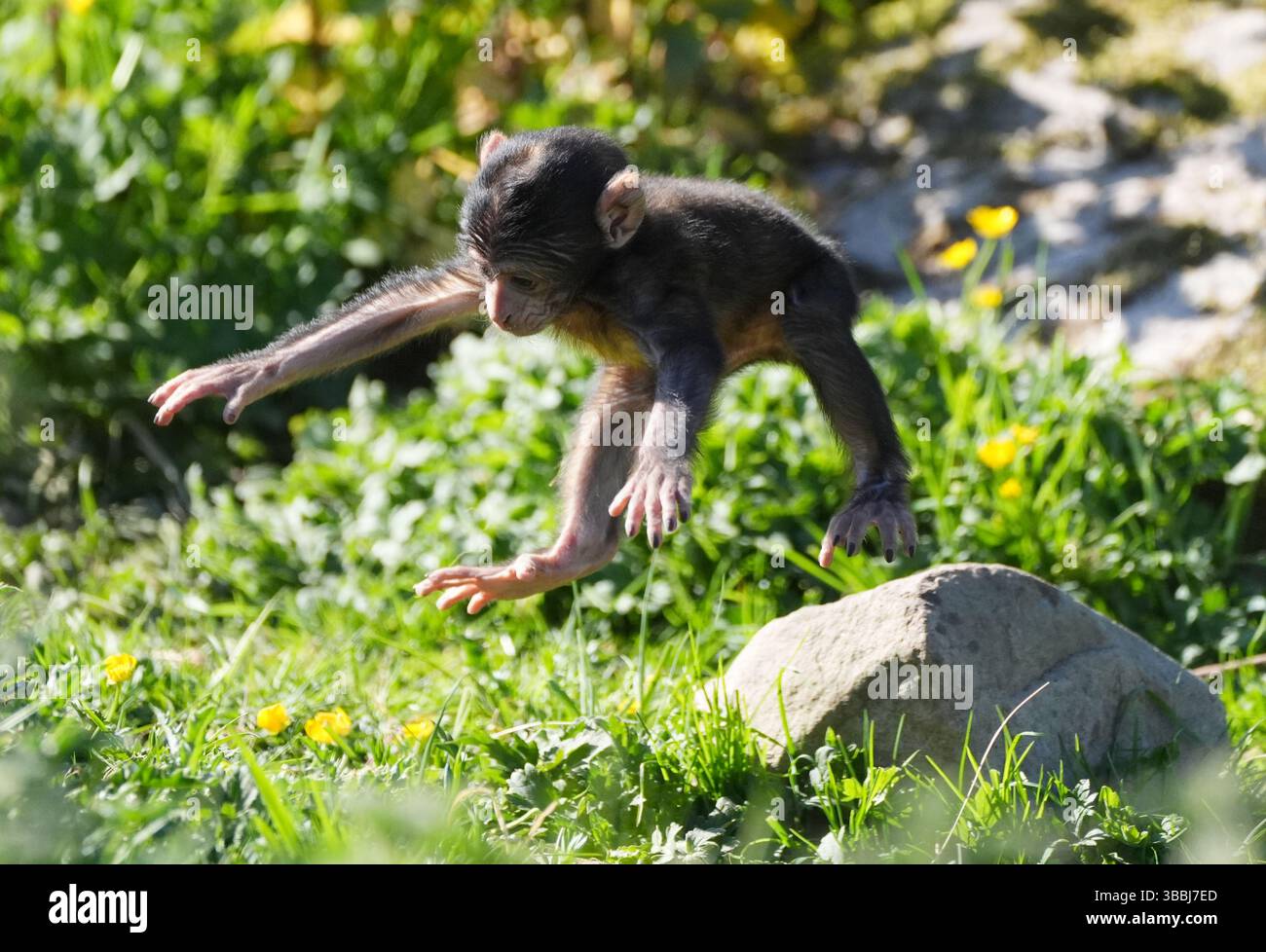 Iona the baby Barbary macaque one of two arrivals for the macaque troop ...