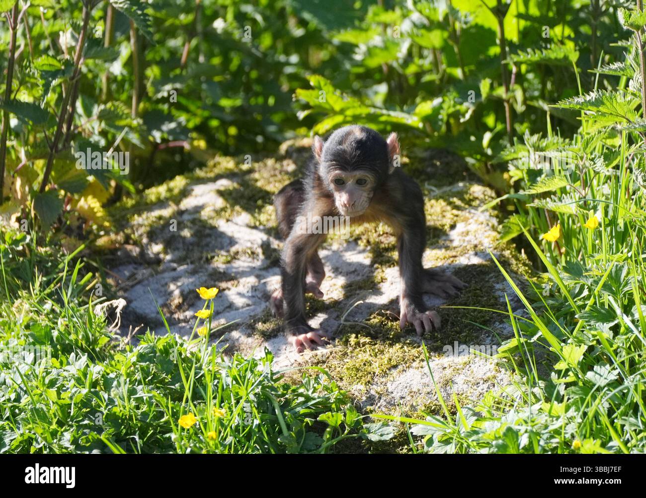 Iona the baby Barbary macaque one of two arrivals for the macaque troop ...