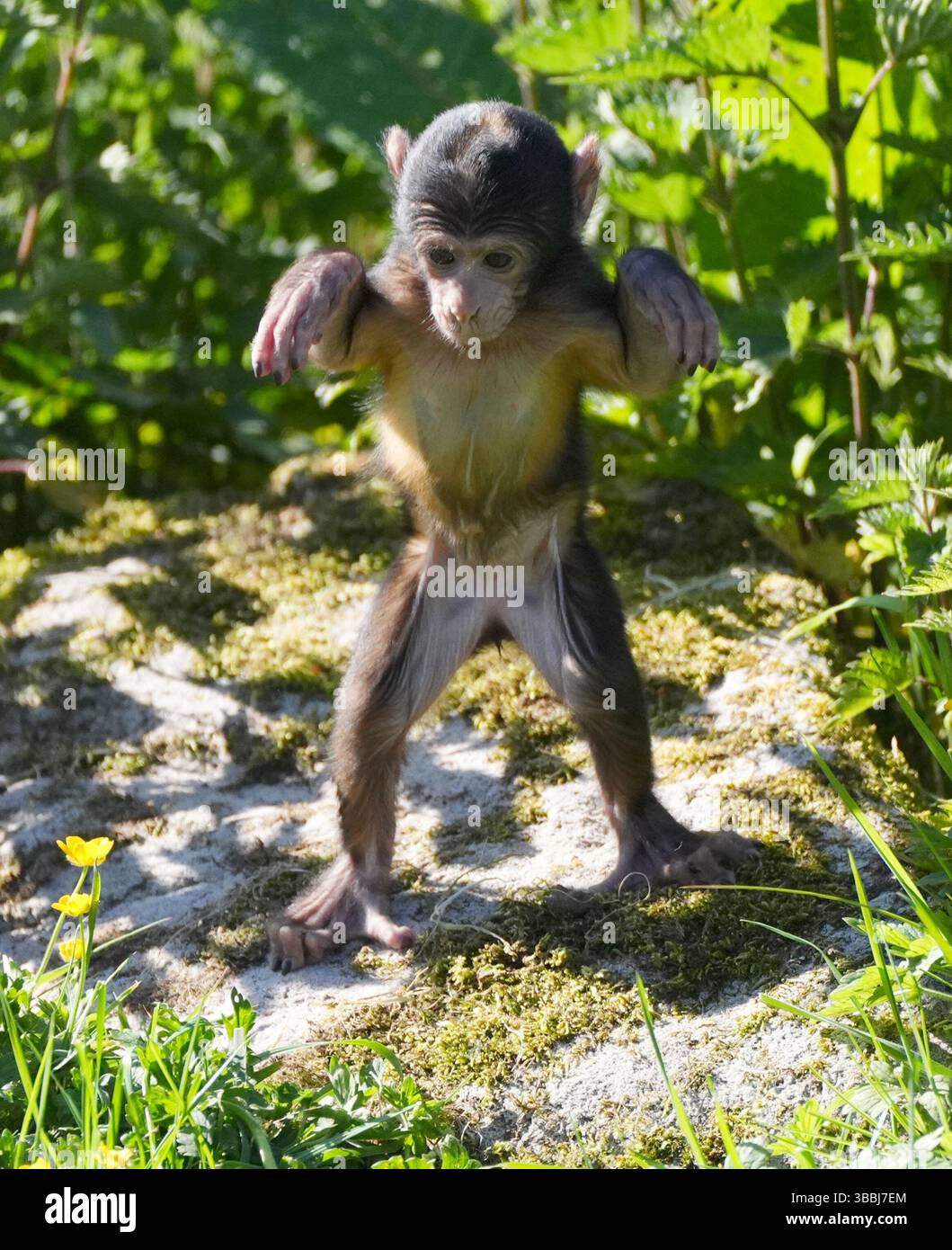 Iona the baby Barbary macaque one of two arrivals for the macaque troop ...