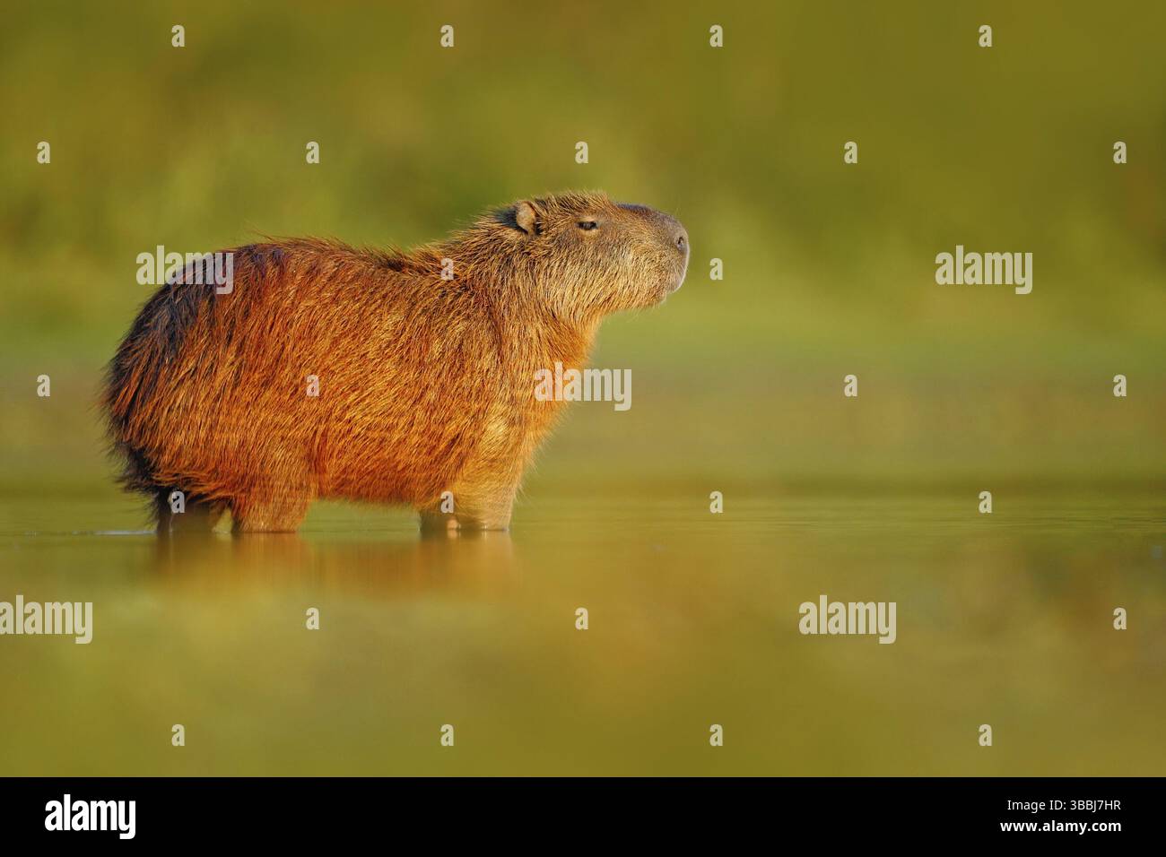 Wildlife of Brazil. Capybara, Hydrochoerus hydrochaeris, Biggest mouse ...