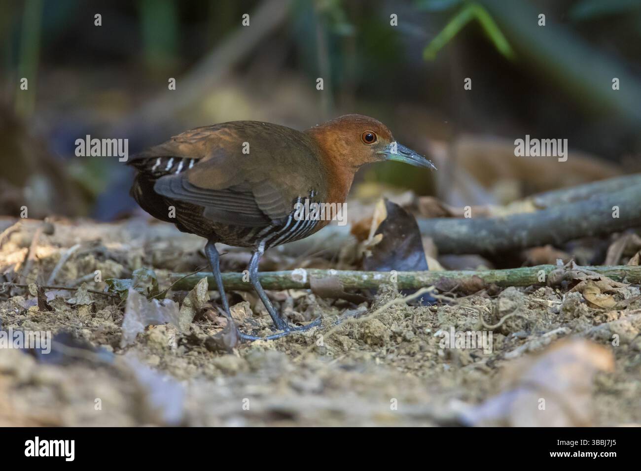 Hinduralle (Rallina eurizonoides), Cat Tien National Park, Vietnam ...
