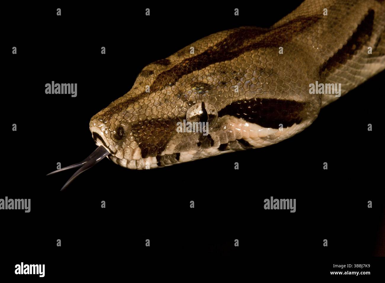 Tropical boa constrictor photo hi-res stock photography and images - Alamy