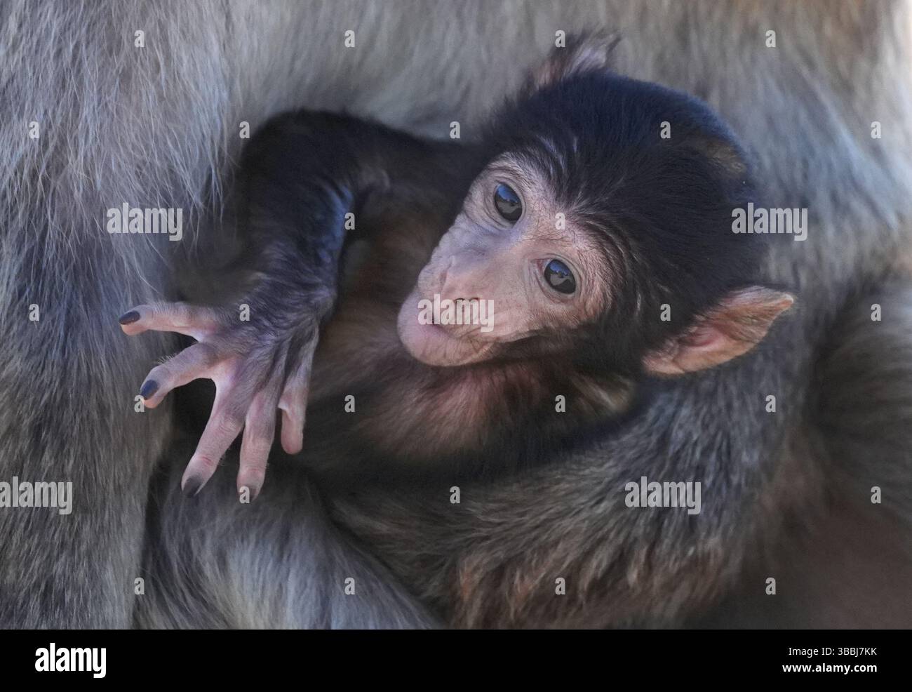 Iona the baby Barbary macaque alongside mum Wuwu one of two arrivals ...