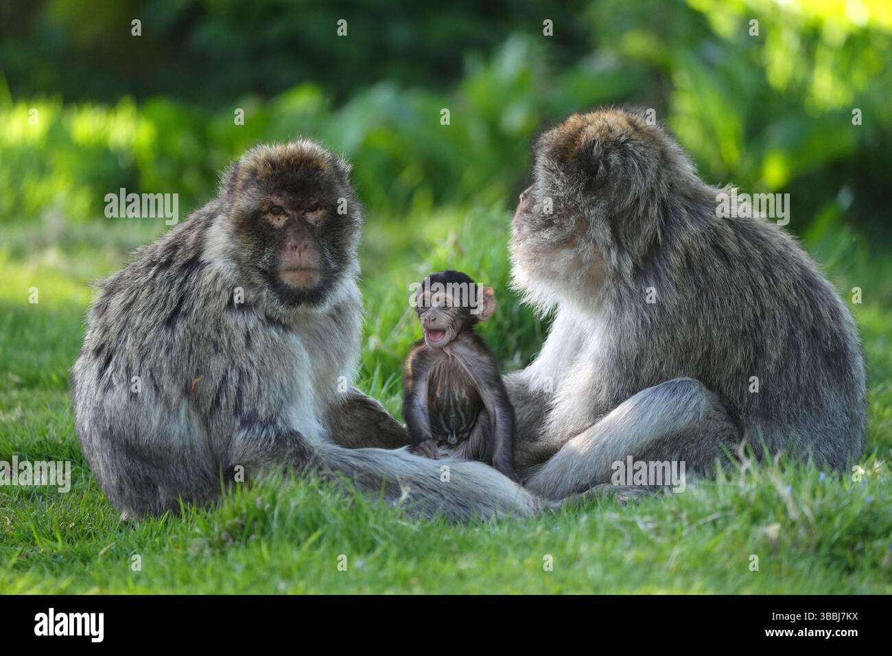 Isaac the baby Barbary macaque alongside mum Marie Teresa(L) one of two ...