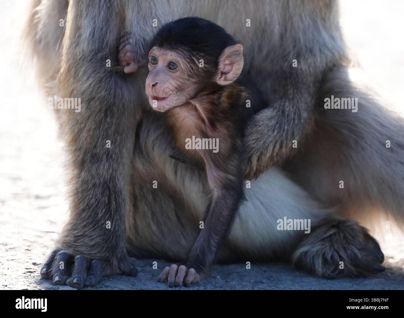 Iona the baby Barbary macaque alongside mum Wuwu one of two arrivals ...
