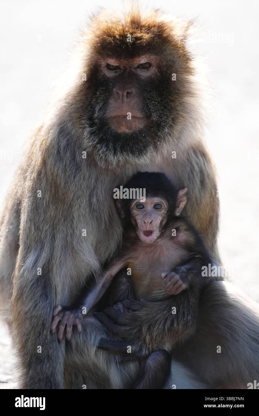 Iona the baby Barbary macaque alongside mum Wuwu one of two arrivals ...