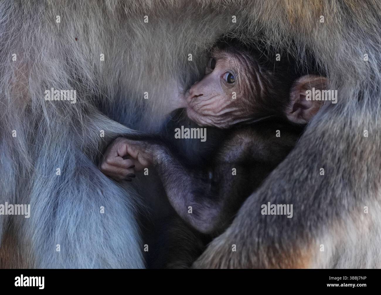 Iona the baby Barbary macaque alongside mum Wuwu one of two arrivals ...