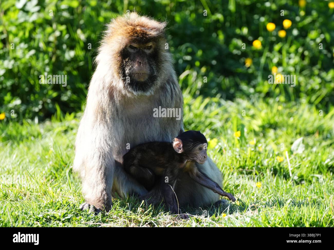 Iona the baby Barbary macaque alongside mum Wuwu one of two arrivals ...