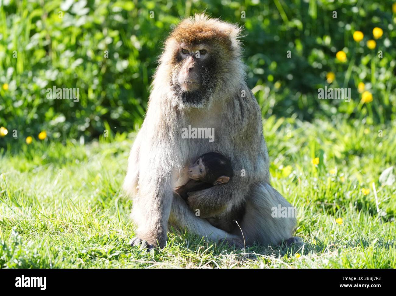 Iona the baby Barbary macaque alongside mum Wuwu one of two arrivals ...