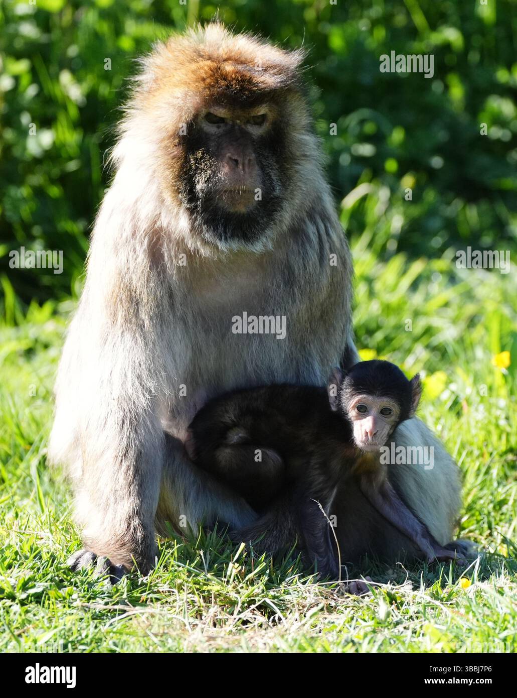 Iona the baby Barbary macaque alongside mum Wuwu one of two arrivals ...