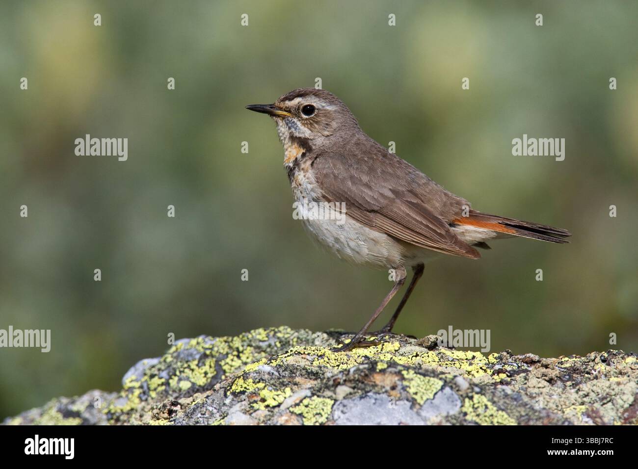 Bluethroat (Luscinia svecica svecica) female, Sweden, Europe Stock ...