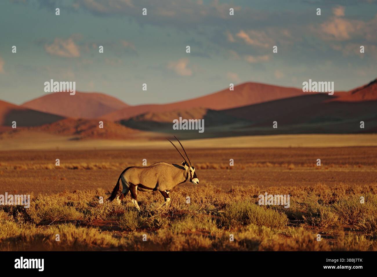 Gemsbok with orange sand dune evening sunset. Gemsbuck, Oryx gazella ...