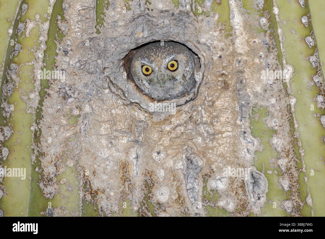 Elf owl hi-res stock photography and images - Alamy