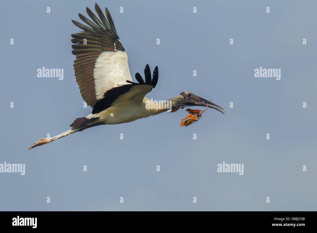 Wood Stork Mycteria americana San Blas, Nayarit, Mexico 7 June Adult in ...