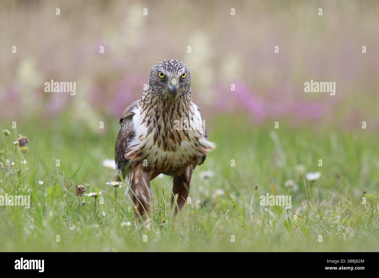 Western Marsh Harrier (Circus aeruginosus) male on grassland, Poland ...