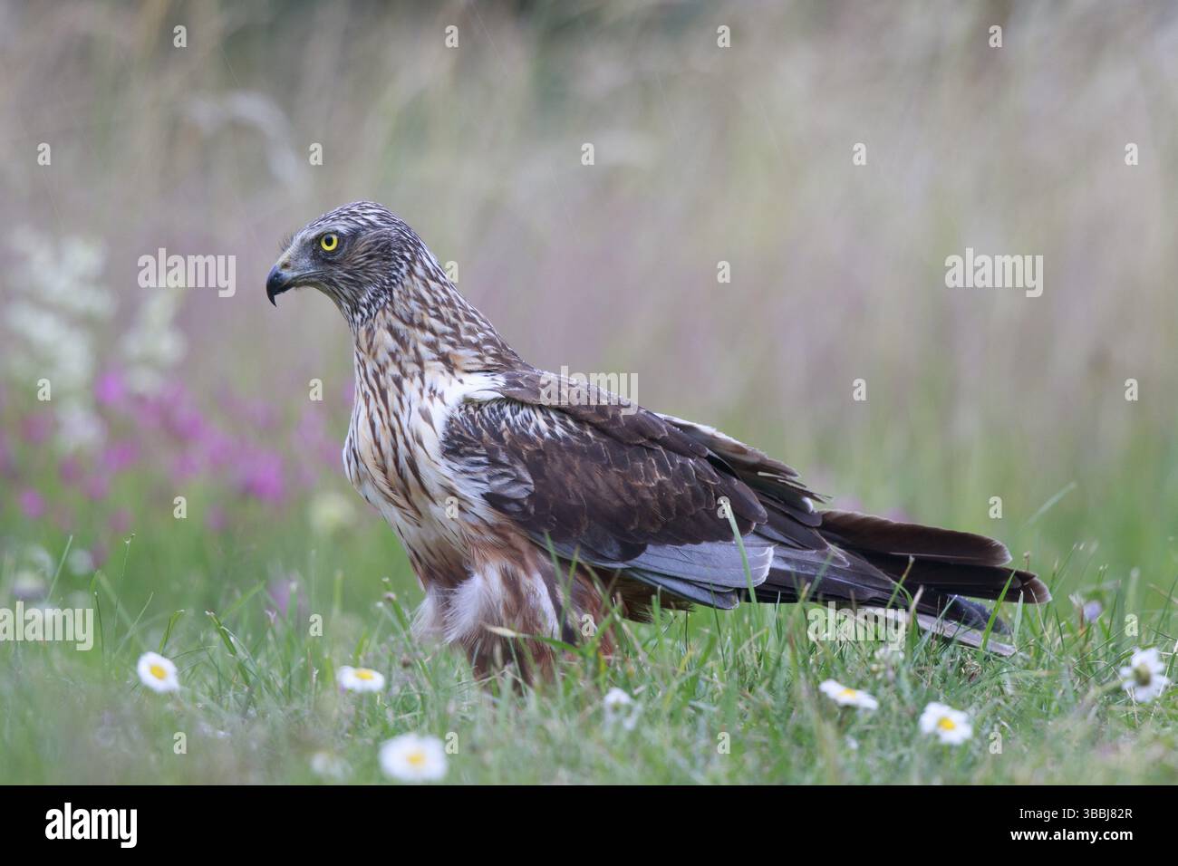 Western Marsh Harrier (Circus aeruginosus) male on grassland, Poland ...