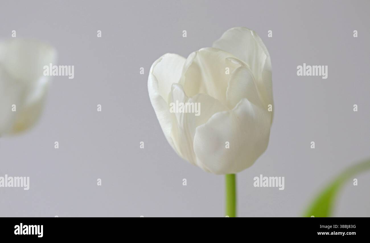 Delicate close-up studio image of a single white tulip flower against a ...