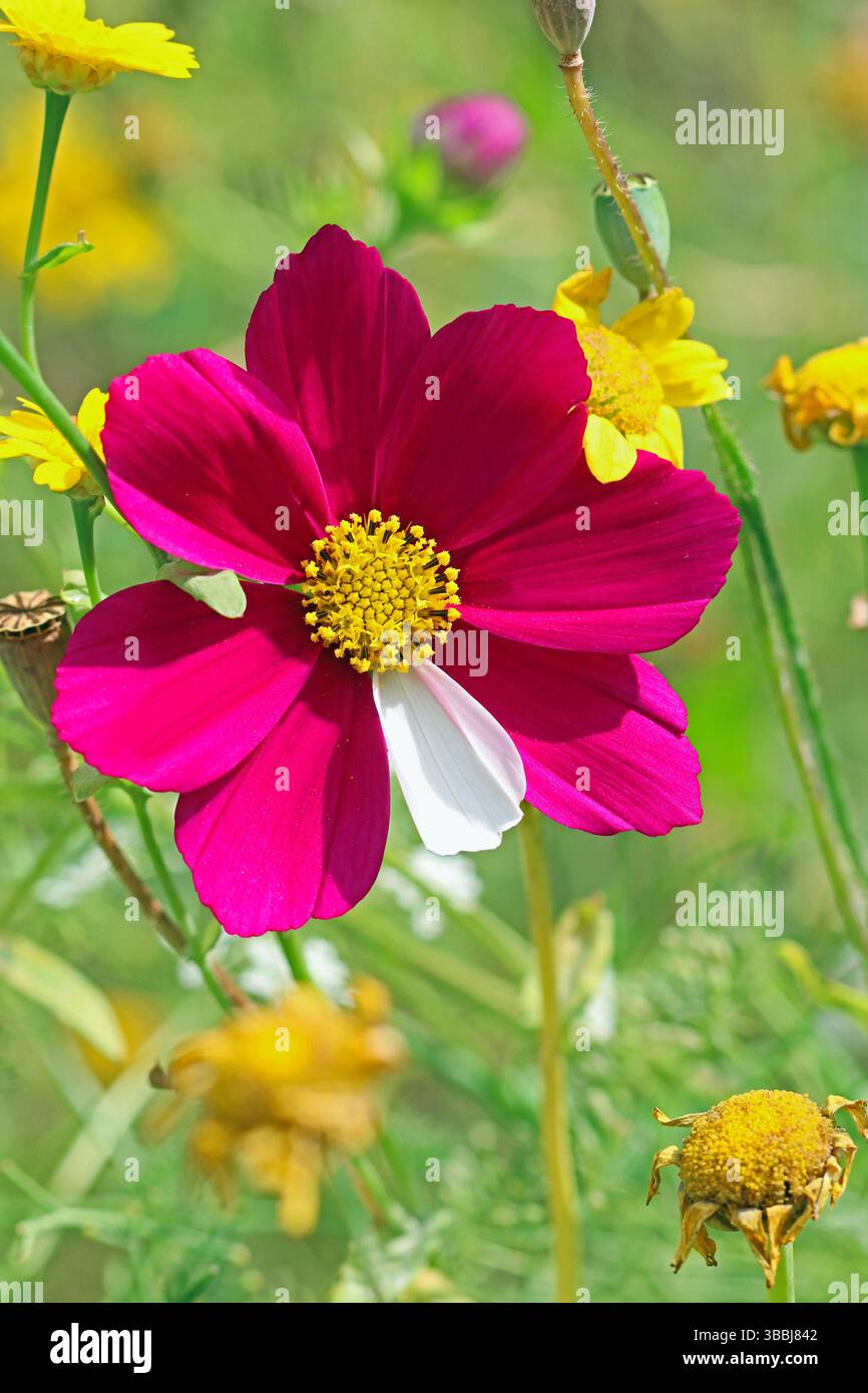 Late summer. The sun shines on a full frame image of a bright pink ...