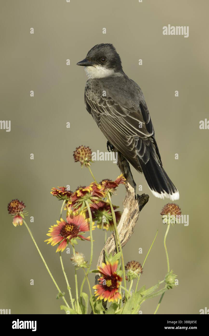 Eastern Kingbird (Tyrannus tyrannus), Texas, USA, North America Stock ...