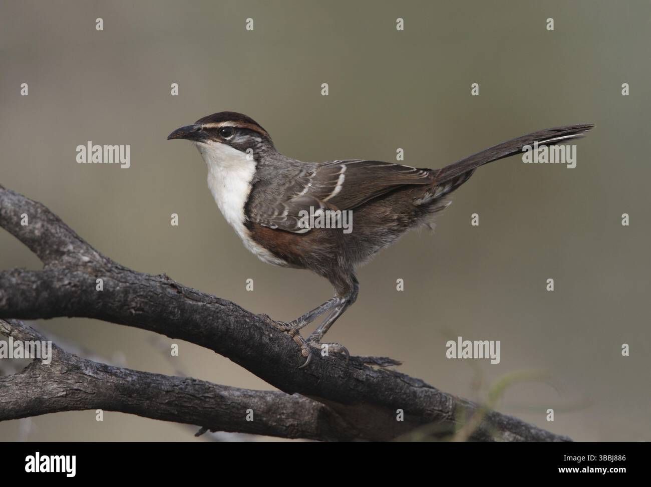 Chestnut-crowned Babbler (Pomatostomus ruficeps) juvenile, Queensland ...