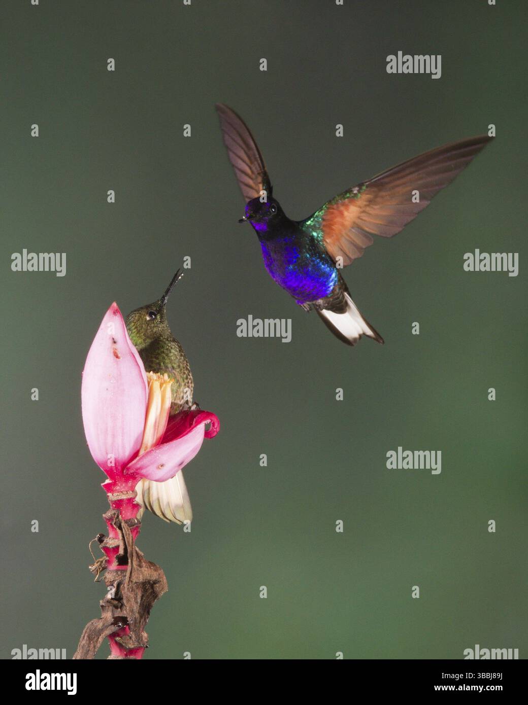 A Buff-tailed Coronet hummingbird (left) turns to check out a Velvet ...