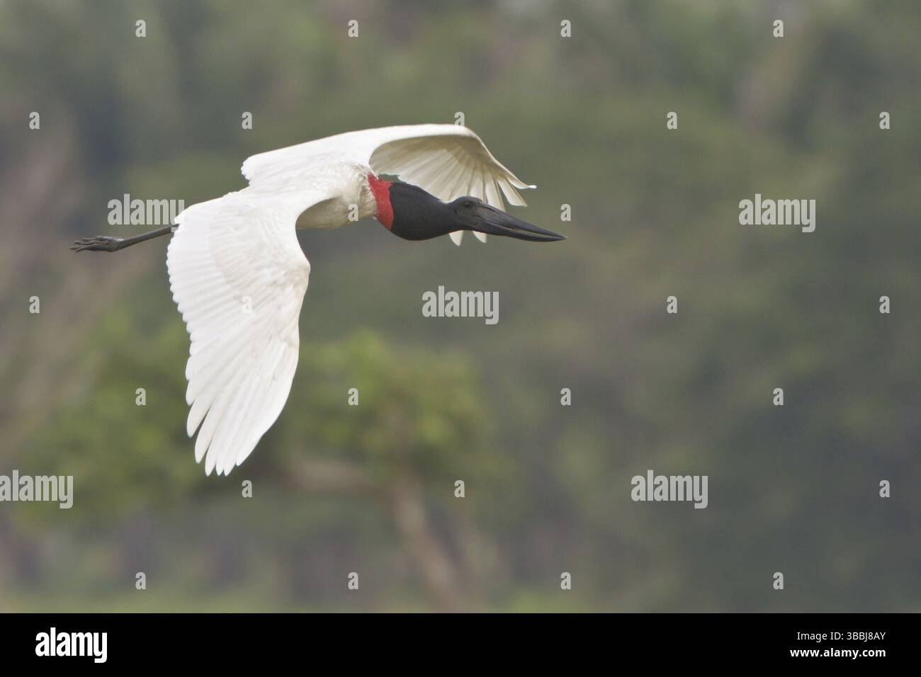 Jabiru (Jabiru mycteria) flying, Costa Rica, Central America Stock ...