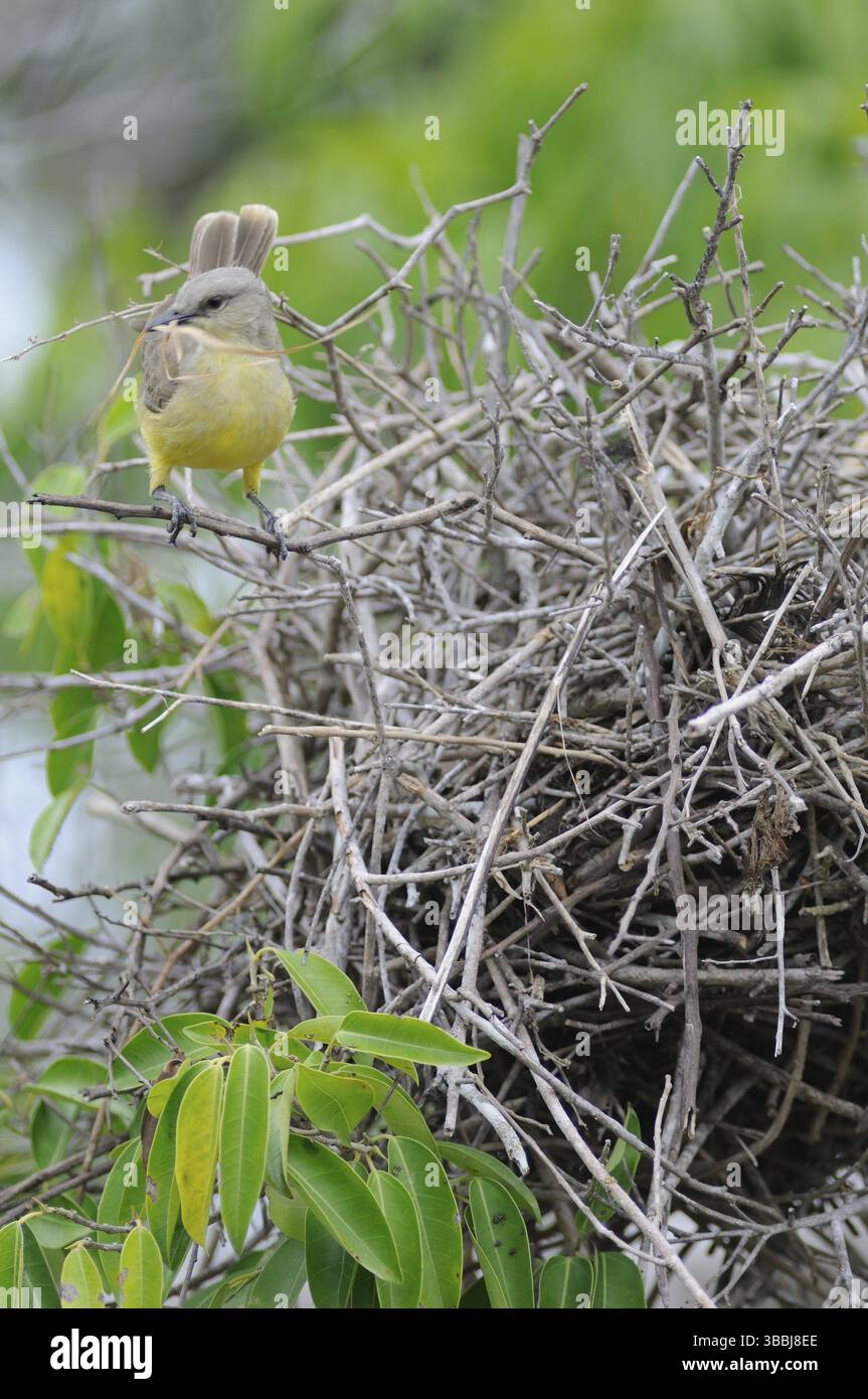 Cattle Tyrant (Machetornis rixosa), Pantanal, Brazil, South America ...