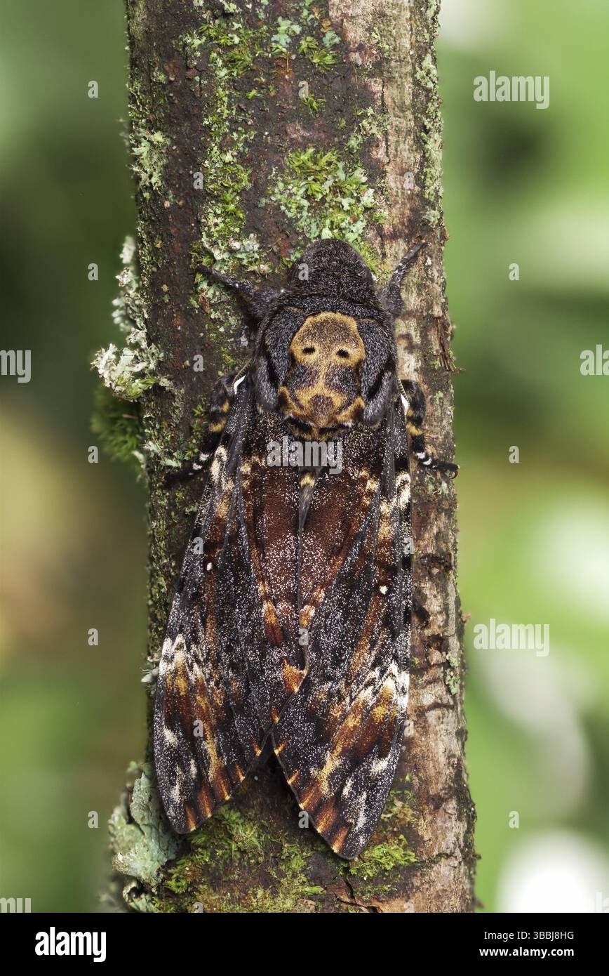 Deaths-head Hawk Moth - Totenkopfschwaermer - Acherontia atropos ...