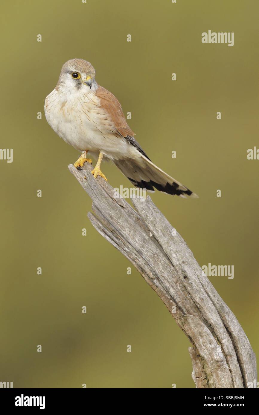 Nankeen Kestrel (Falco cenchroides), South-western Australia, Australia ...