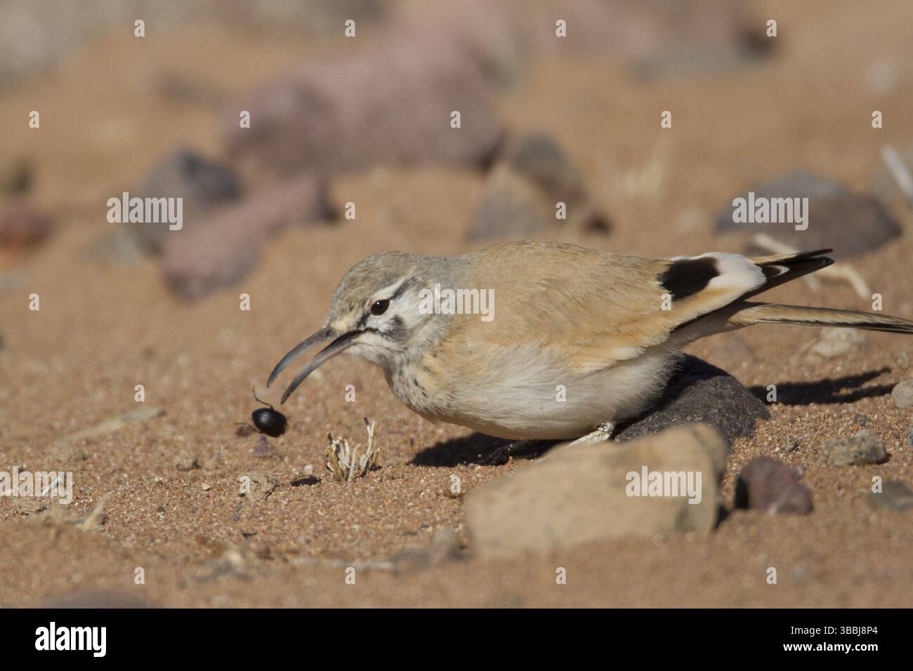 Greater Hoopoe-Lark (Alaemon alaudipes) female, Morocco, Africa Stock ...