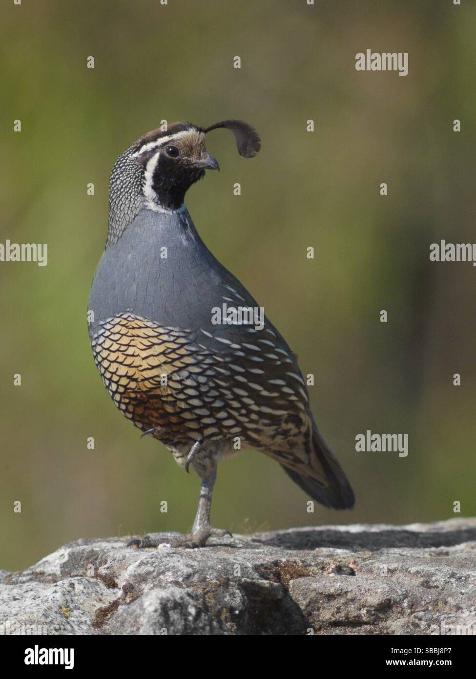 Male California Quail (Callipepla californicus) standing on one leg ...