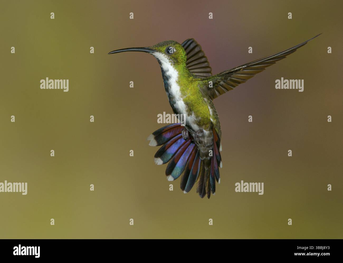 Green-breasted Mango (Anthracothorax prevostii) - at Laguna Lagarto Lodge near Boca Tapada ...