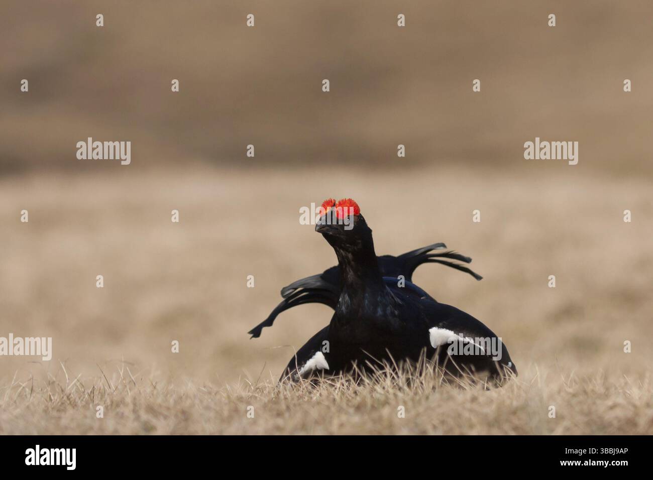 Black Grouse (Lyrurus tetrix) male mating, Bavaria, Germany, Europe ...