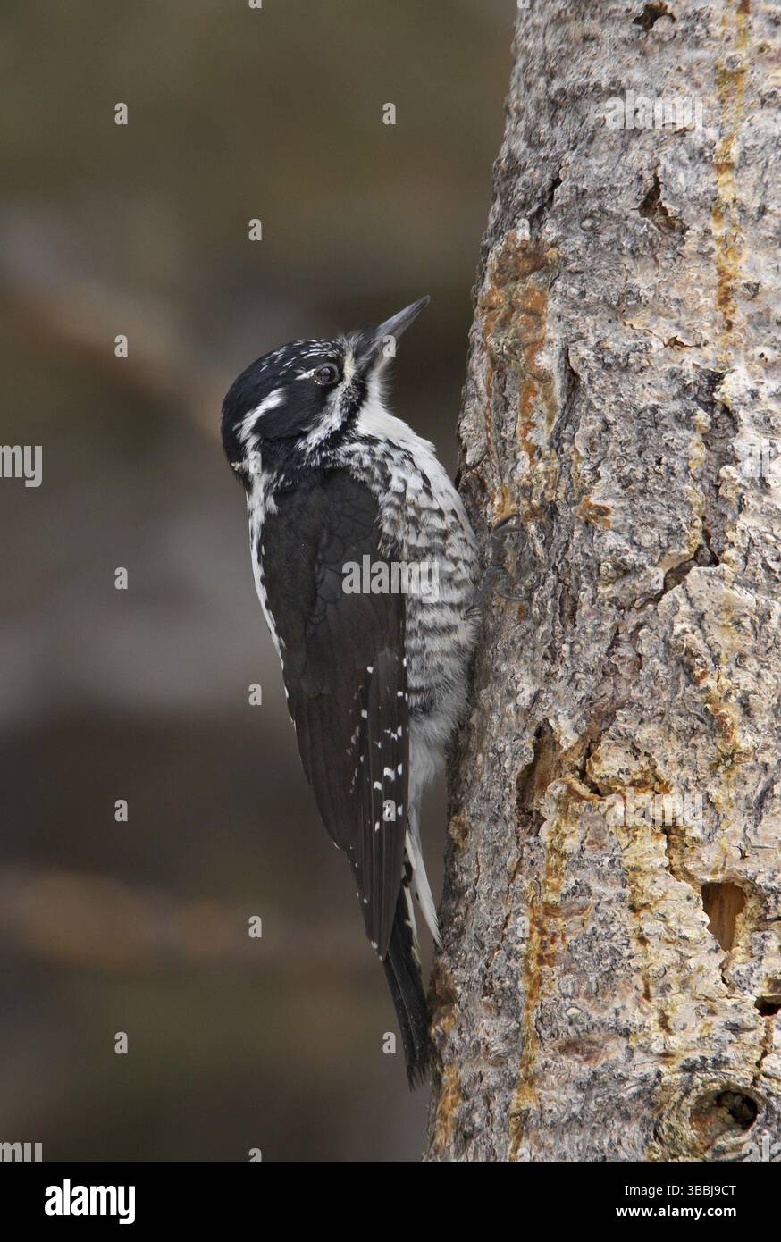 American Three-toed Woodpecker (Picoides dorsalis) female, USA, North ...
