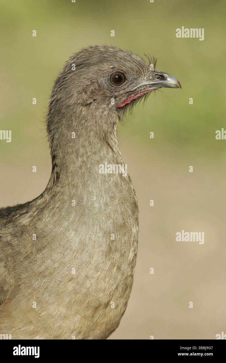 Plain Chachalaca (Ortalis vetula mccalli), Texas, USA, North America ...