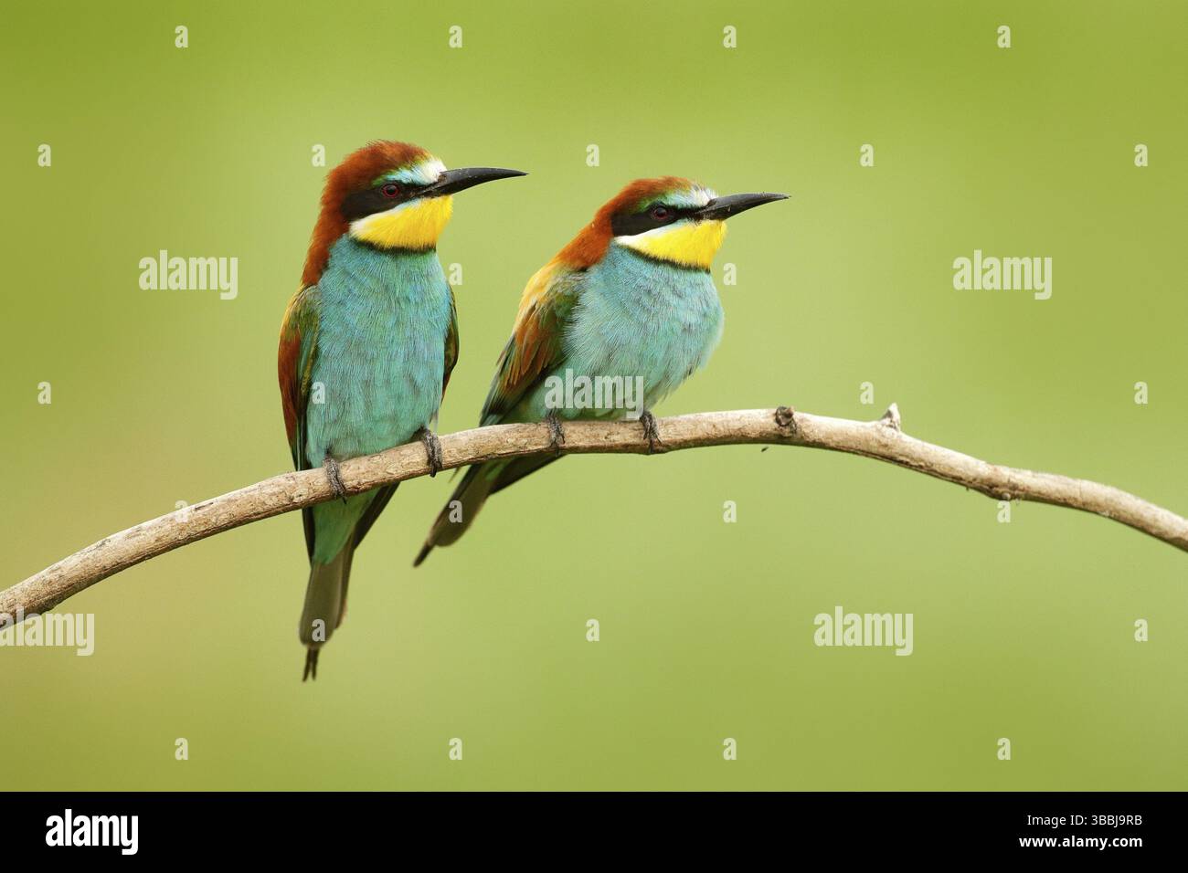 Pair of beautiful birds European Bee-eaters, Merops apiaster, sitting ...