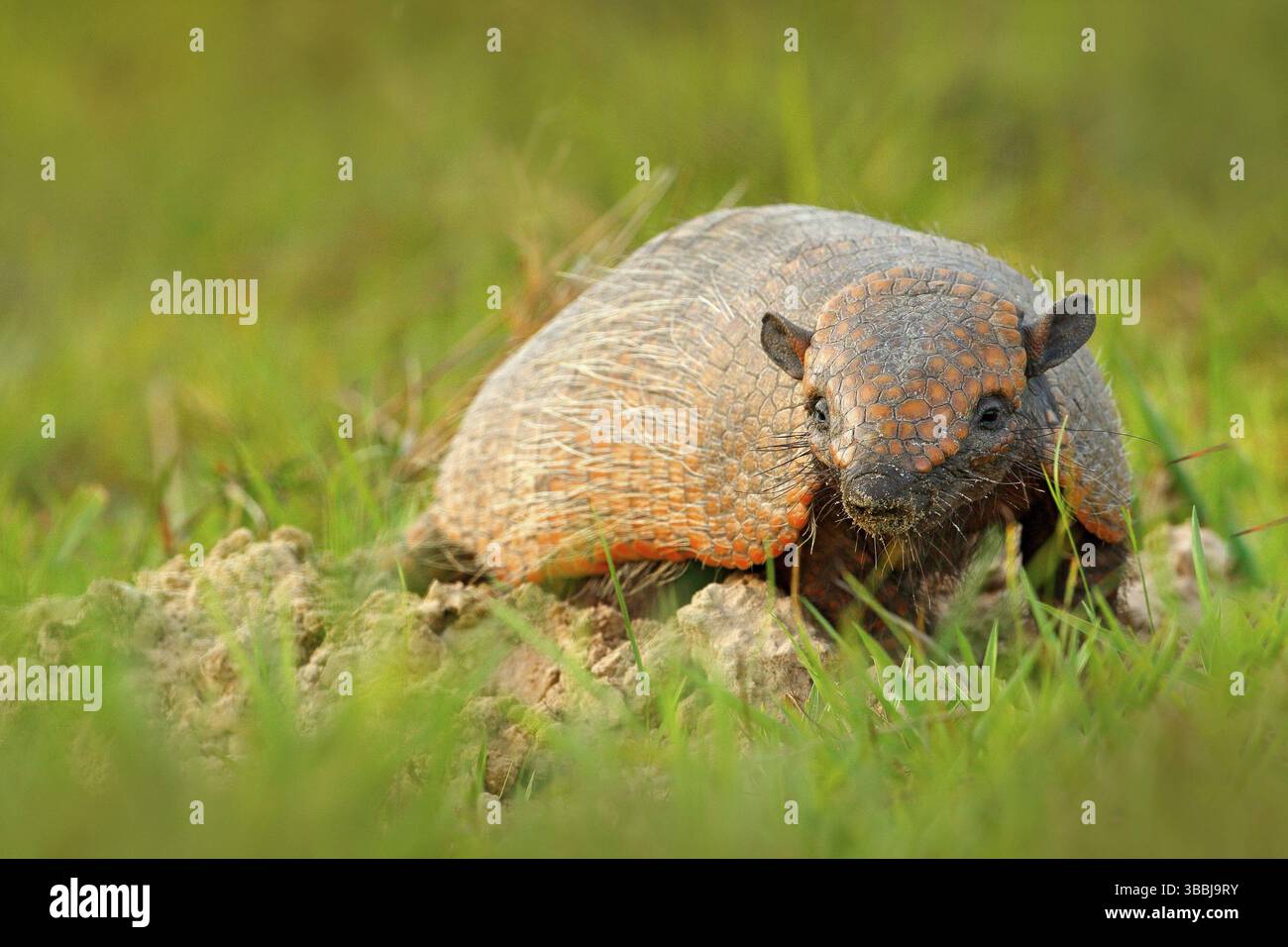 Six-Banded Armadillo, Yellow Armadillo, Euphractus sexcinctus, Pantanal ...