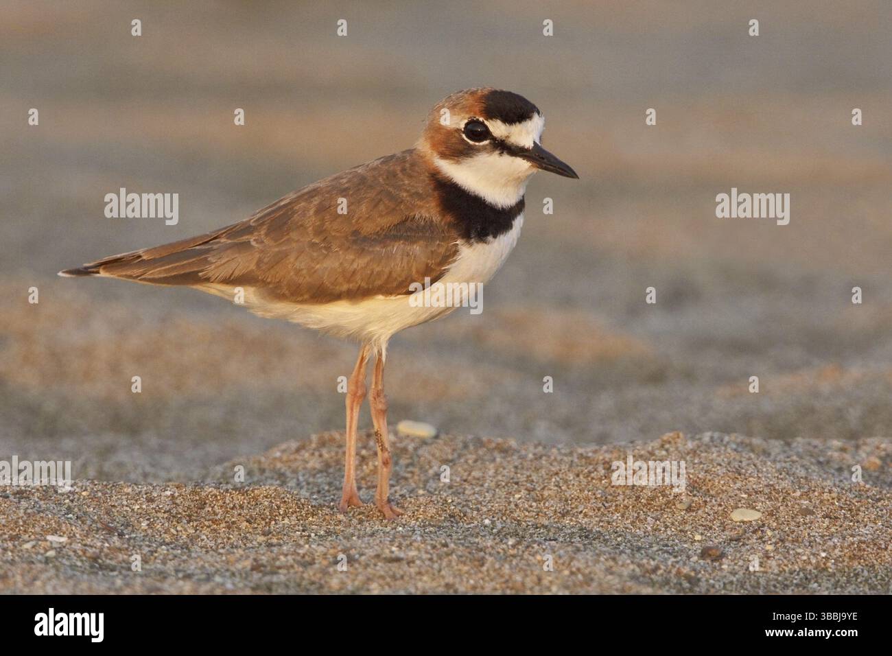 Collared Plover (Charadrius collaris), Ecuador, South America Stock ...