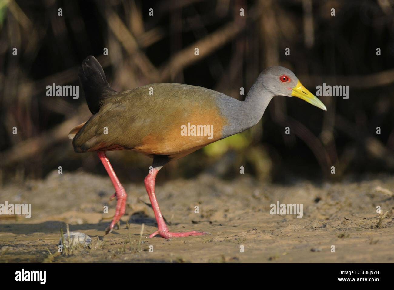 Grey-necked Wood Rail (Aramides cajaneus), Pantanal, Brazil, South ...