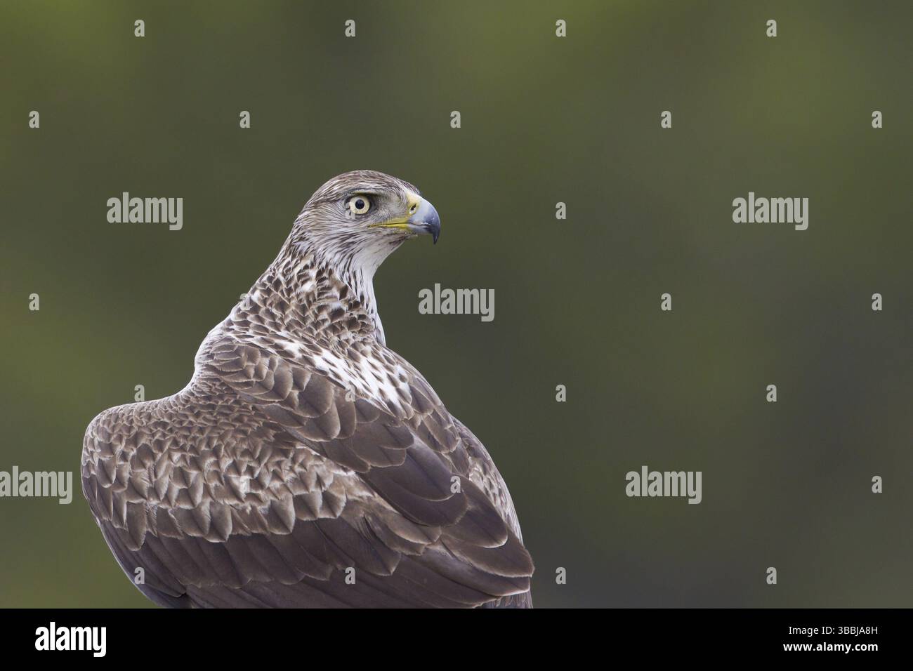 Bonelli's Eagle (Aquila fasciata) male, Portugal, Europe Stock Photo ...