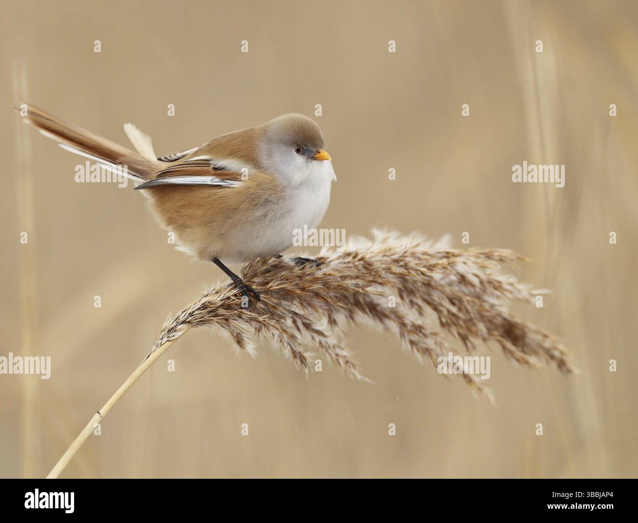 Bearded Reedling (Panurus biarmicus) female, Saxony, Germany, Europe ...