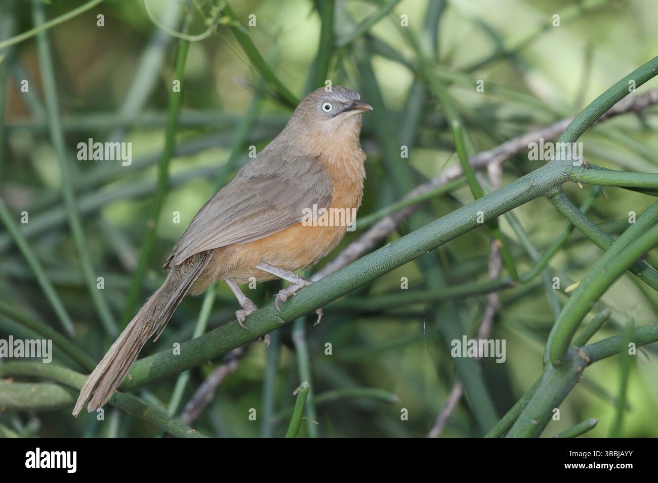 Turdoides rubiginosa hi-res stock photography and images - Alamy