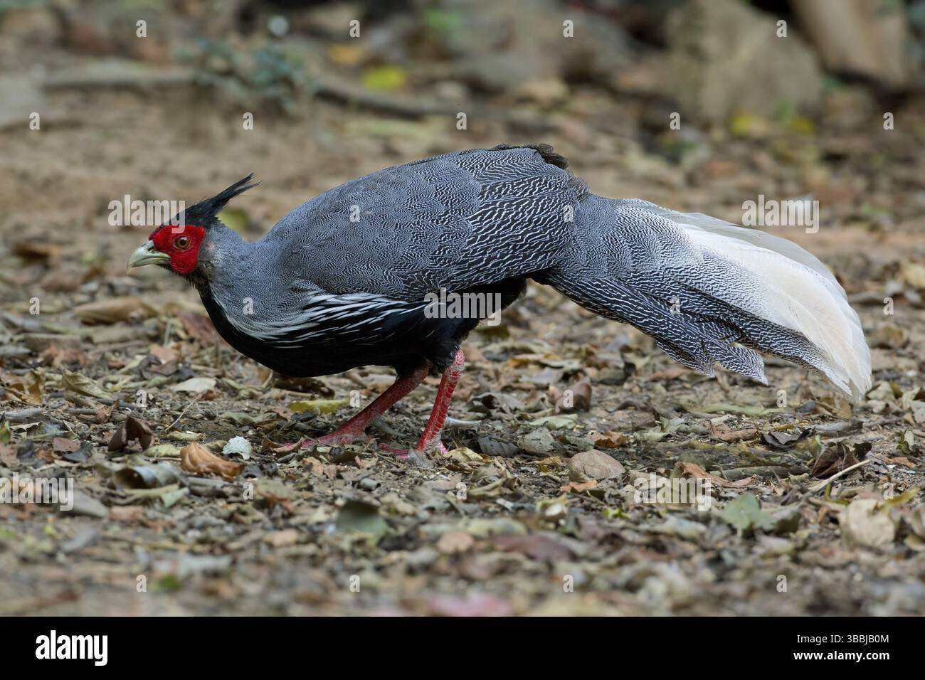 Kalij in natural habitat hi-res stock photography and images - Alamy