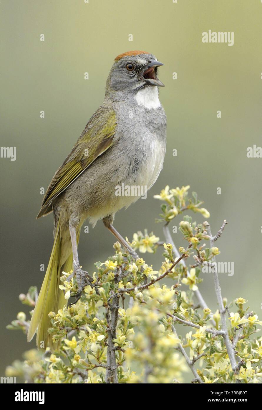 Green-tailed Towhee (Pipilo chlorurus), Oregon, USA, North America ...