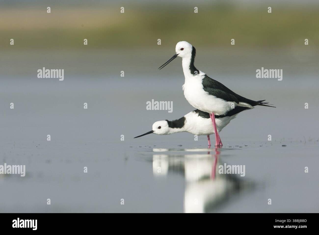 White-headed Stilt (Himantopus leucocephalus) pair displaying, Victoria ...