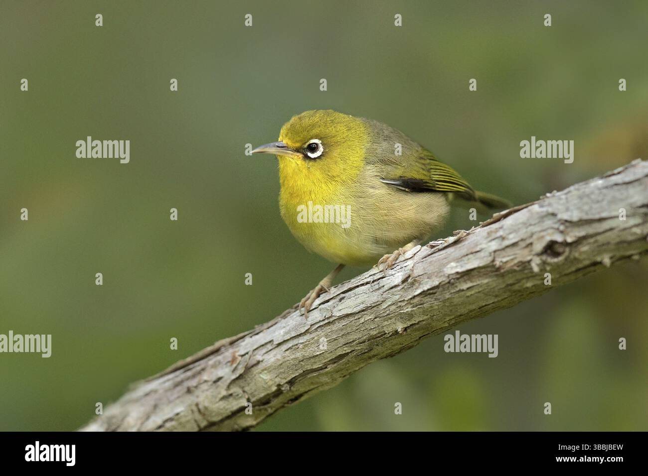 Vulpes macrotis arsipus hi-res stock photography and images - Alamy