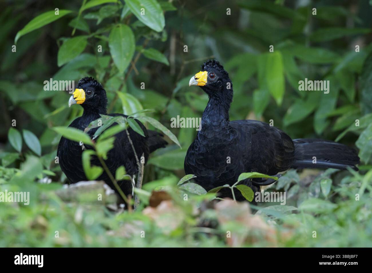 Black Curassow (Crax alector) perched on the ground in the rainforest ...