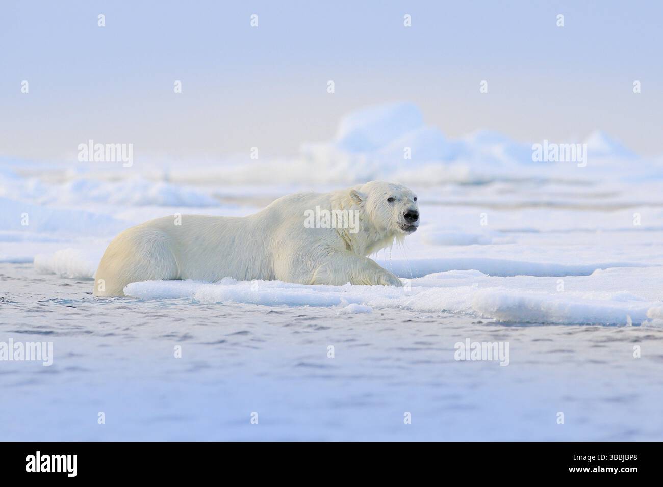 Polar bear on drift ice edge with snow and water in Svalbard sea. White ...