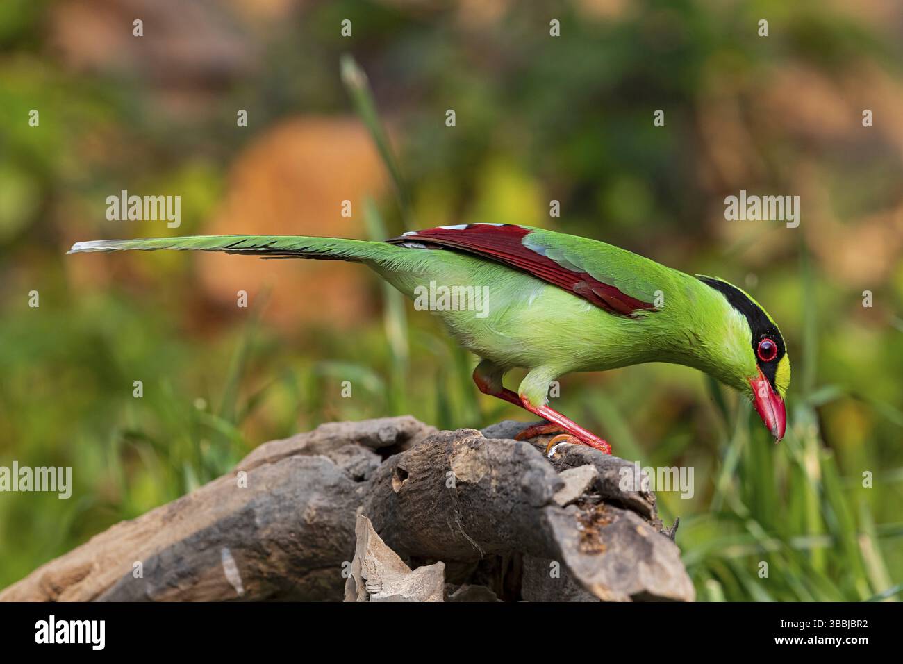 Common Green Magpie (Cissa chinensis chinensis), Yunnan, China, Asia ...